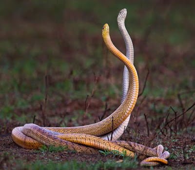 Mating In Snakes : जानिए कैसे होता है सांपों का मिलन, कैसे बनाते हैं ...