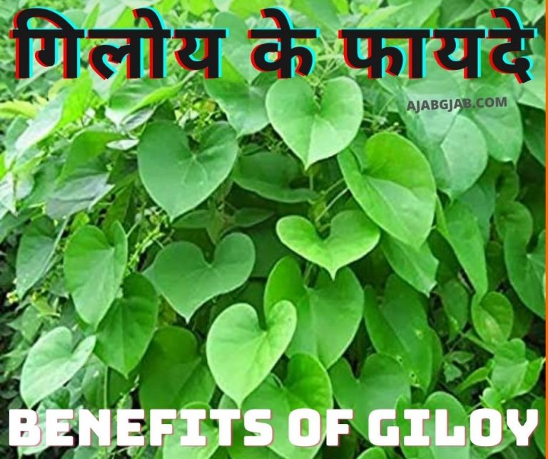 Benefits Of Giloy | गिलोय के फायदे | Benefits Of Giloy Jice In Hindi